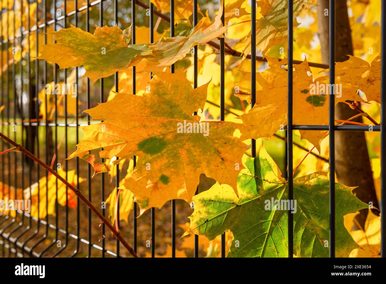 Maple tree and wire fence Stock Photo - Alamy