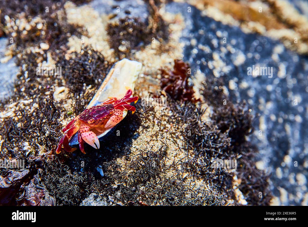 Colorful Tide Pool Crab in Natural Habitat Close-Up Stock Photo - Alamy