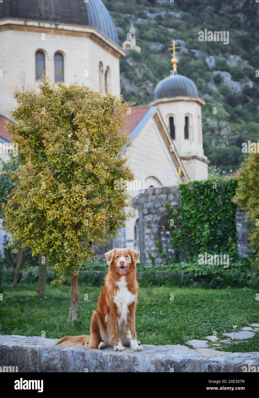 An observant Nova Scotia Duck Tolling Retriever dog sits regally in a ...