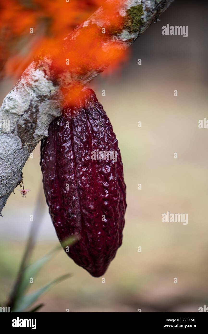 closeup organic cacao pods hanging from a tree in the dense and vibrant ...