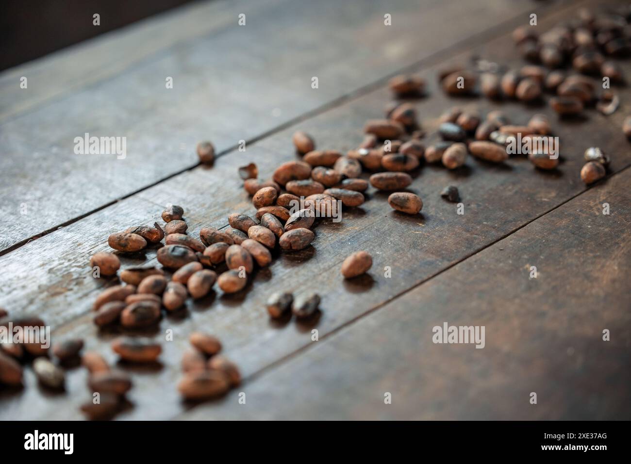 closeup roasted organic cocoa beans arranged neatly on a wooden table ...