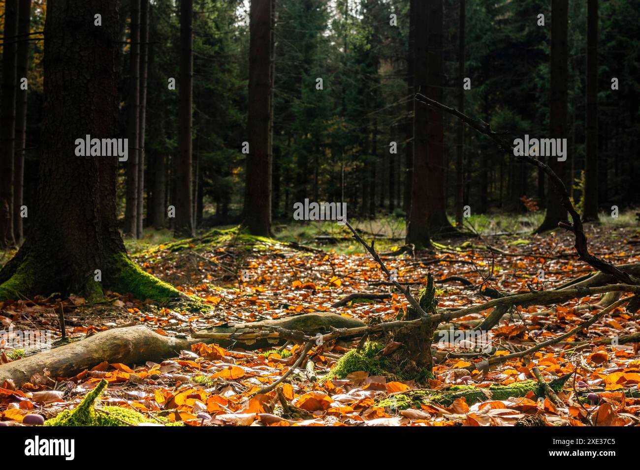 Autumn light forest hi-res stock photography and images - Alamy