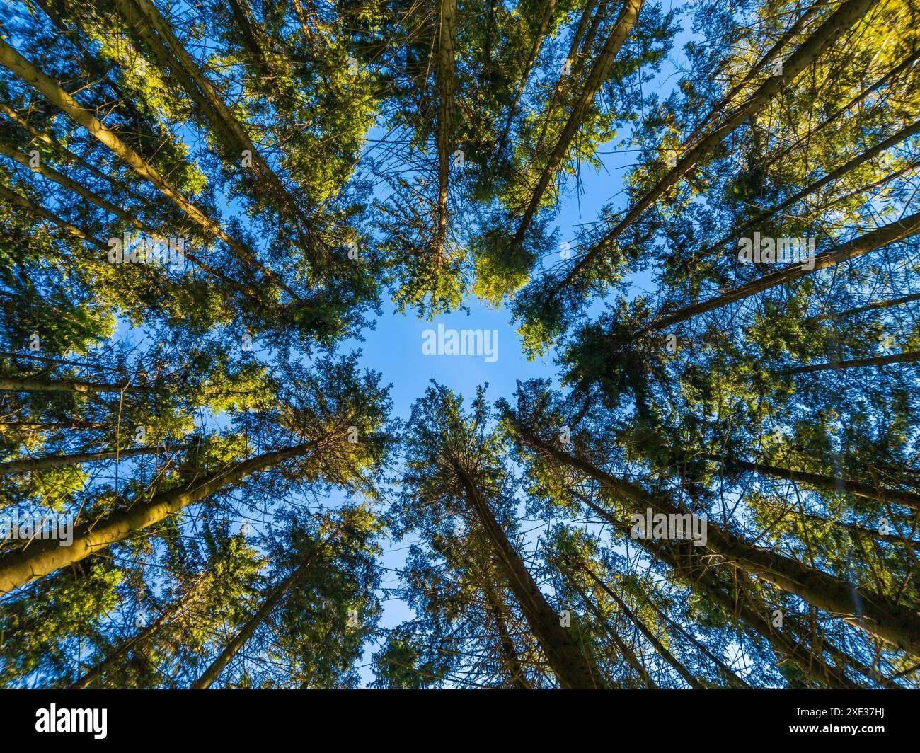 Wide angle forest landscape hi-res stock photography and images - Alamy