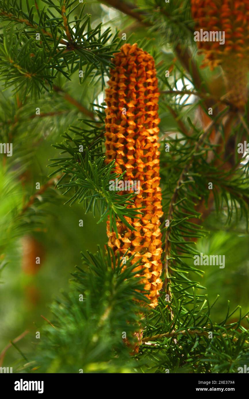 Banksia neoanglica hi-res stock photography and images - Alamy