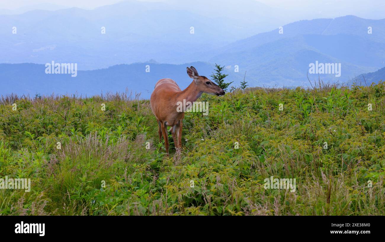 White tail deer photography hi-res stock photography and images - Alamy