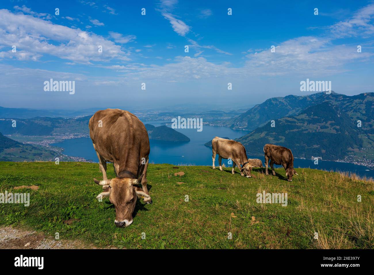 House cows grazing in the Swiss mountains Stock Photo - Alamy