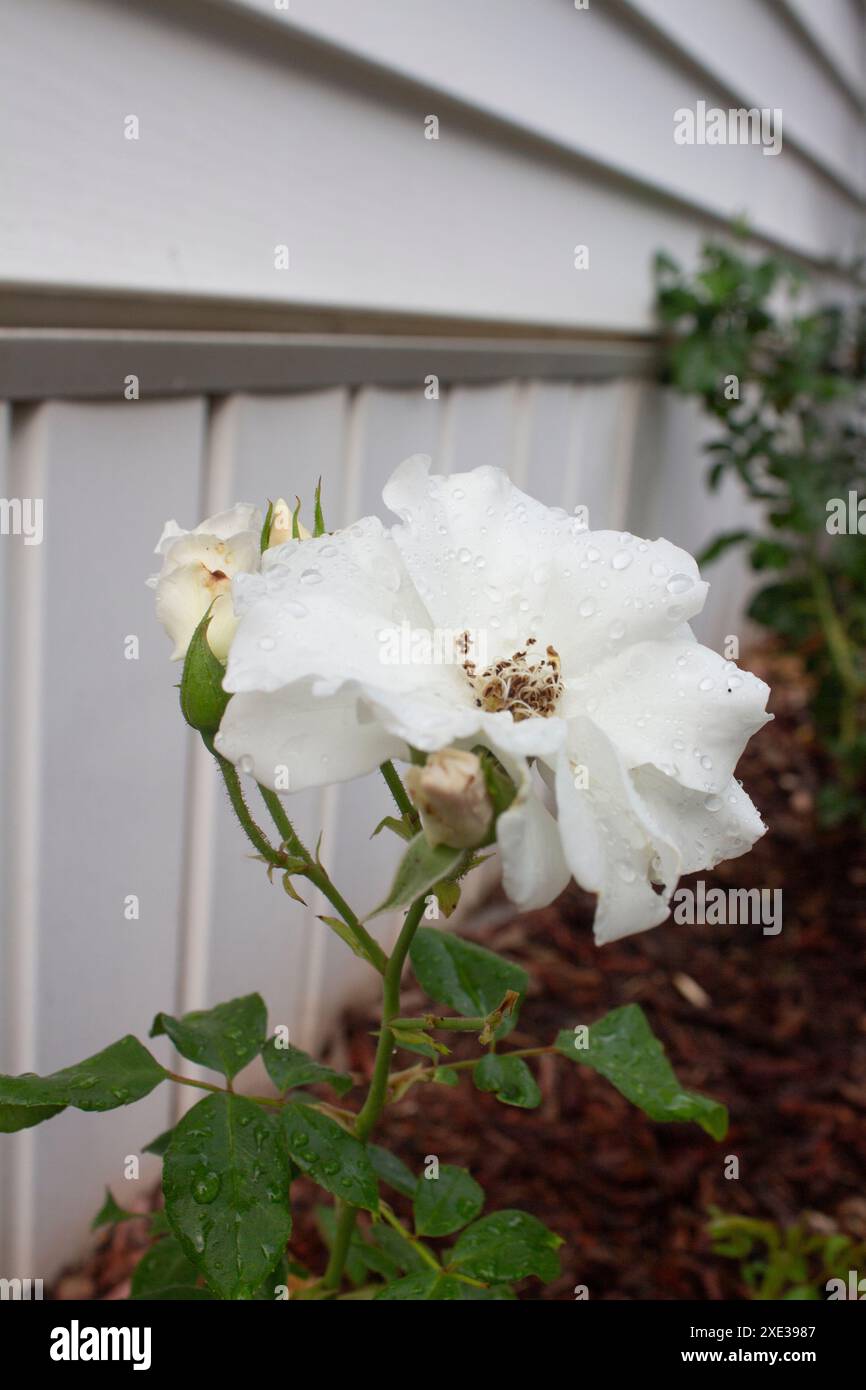White rose plantation hi-res stock photography and images - Alamy