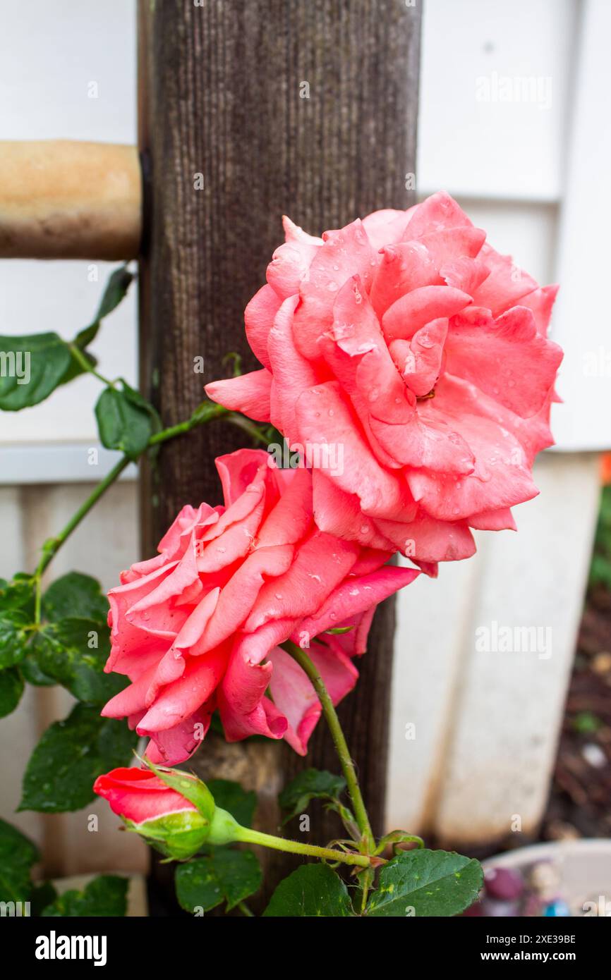 Pink roses after rainstorm Stock Photo - Alamy