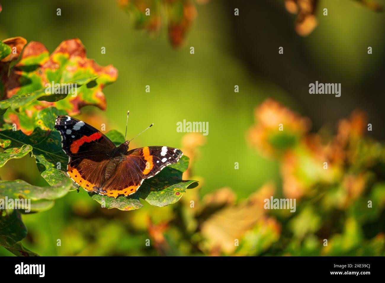 Beautiful red admiral butterfly vanessa hi-res stock photography and ...