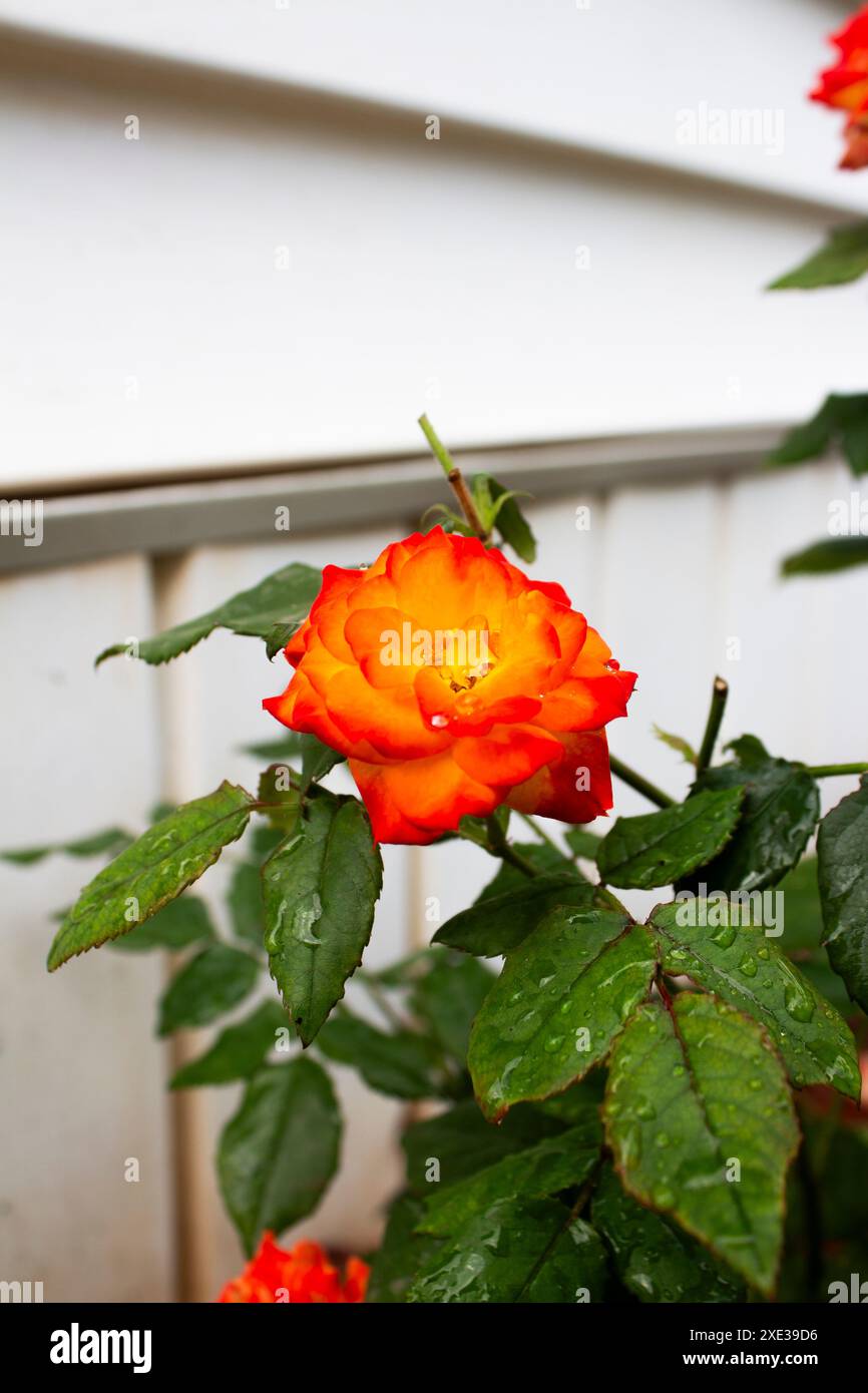 Floribunda rose after rainstorm Stock Photo - Alamy