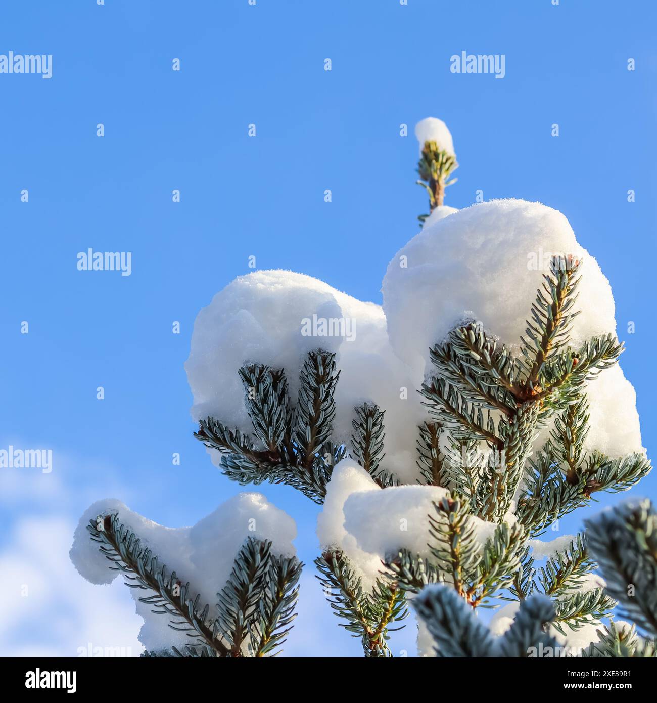 Korean blue spruce hi-res stock photography and images - Alamy