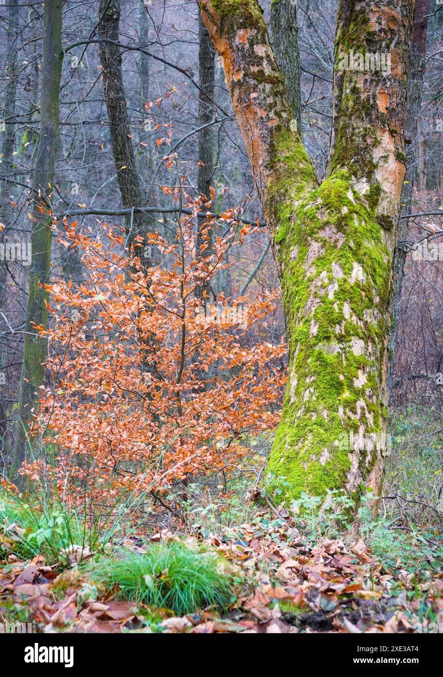 Autumn colours in the forest Stock Photo - Alamy