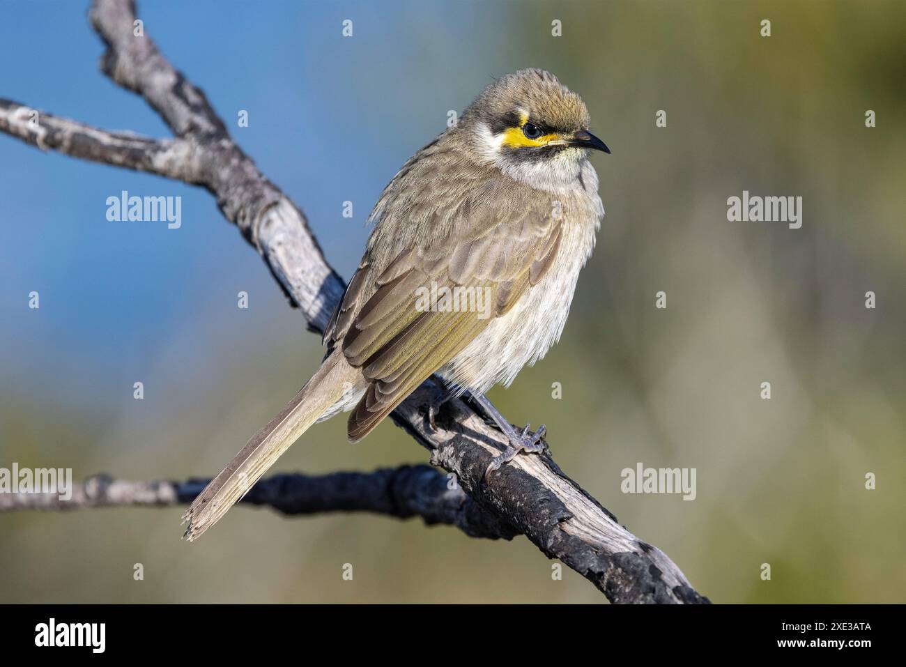 Australian yellow faced honeyeater hi-res stock photography and images ...