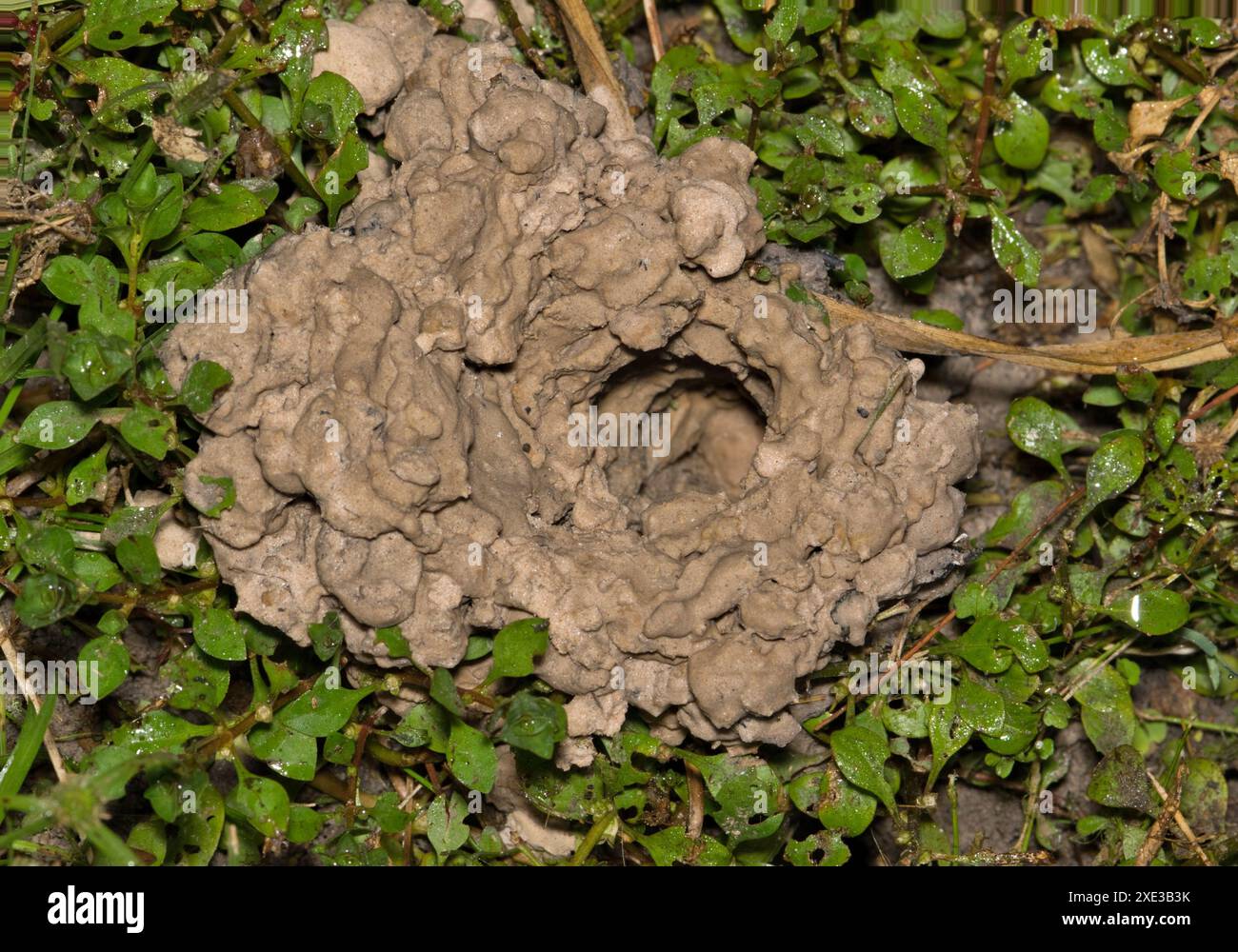 Crawfish hole chimney in ground crayfish burrow mud tunnel nature ...