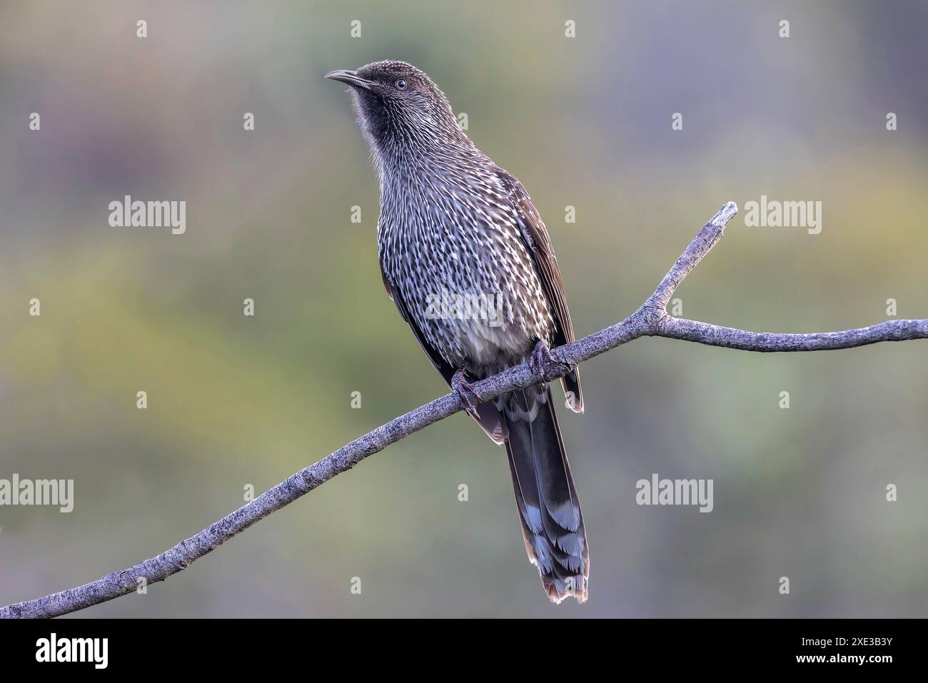 Little wattle bird anthochaera chrysoptera hi-res stock photography and ...