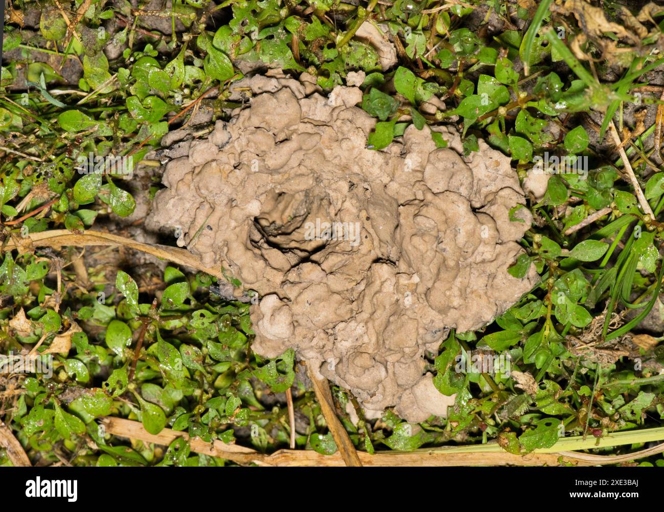 Crawfish hole chimney in ground crayfish burrow mud tunnel nature ...