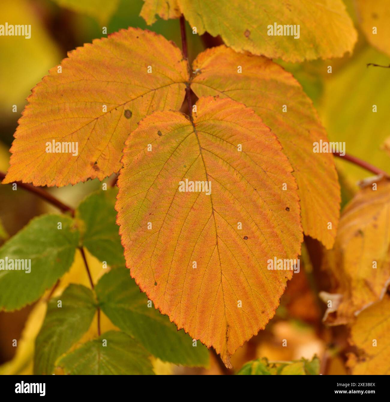 Yellow autumn raspberry leaves on a branch Stock Photo - Alamy