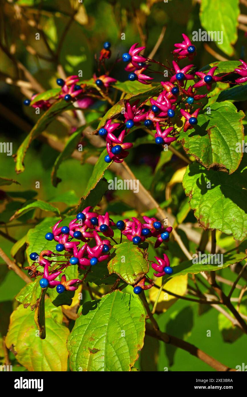 Losbaeume hi-res stock photography and images - Alamy