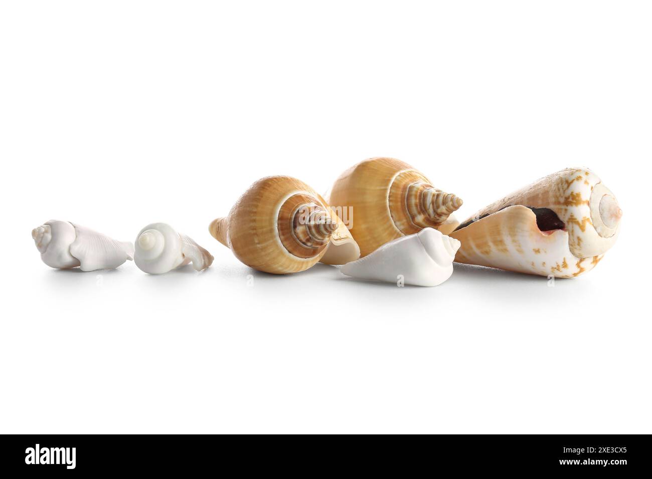 Different beautiful seashells on Cut Out Stock Images & Pictures - Alamy