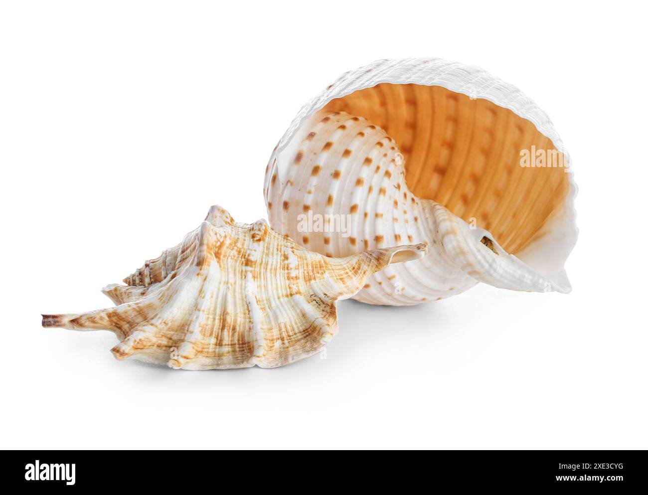 Background seashells various summer Cut Out Stock Images & Pictures - Alamy