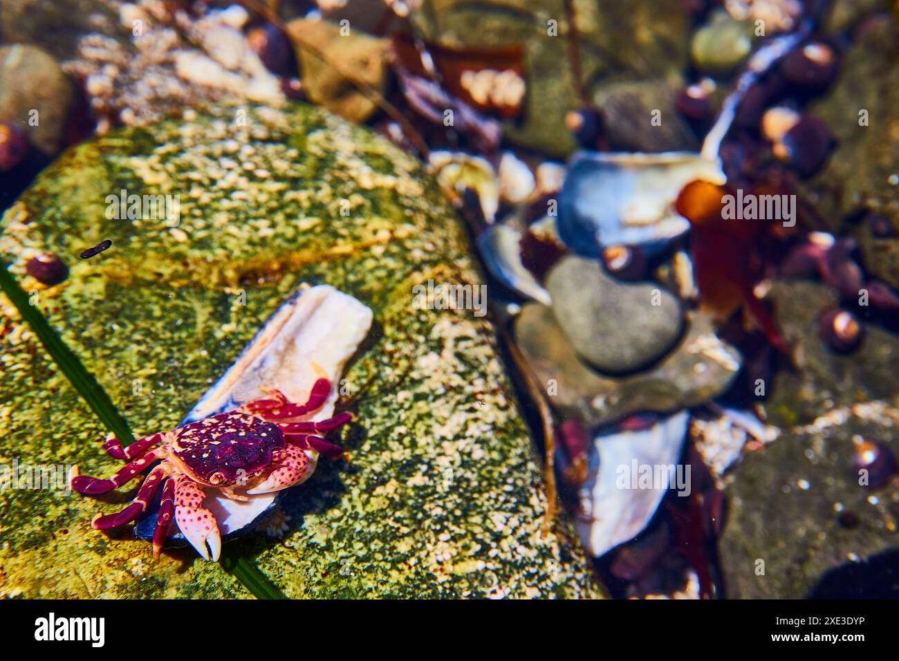 Colorful Crab in Tide Pool with Algae and Shells Close-Up Stock Photo ...
