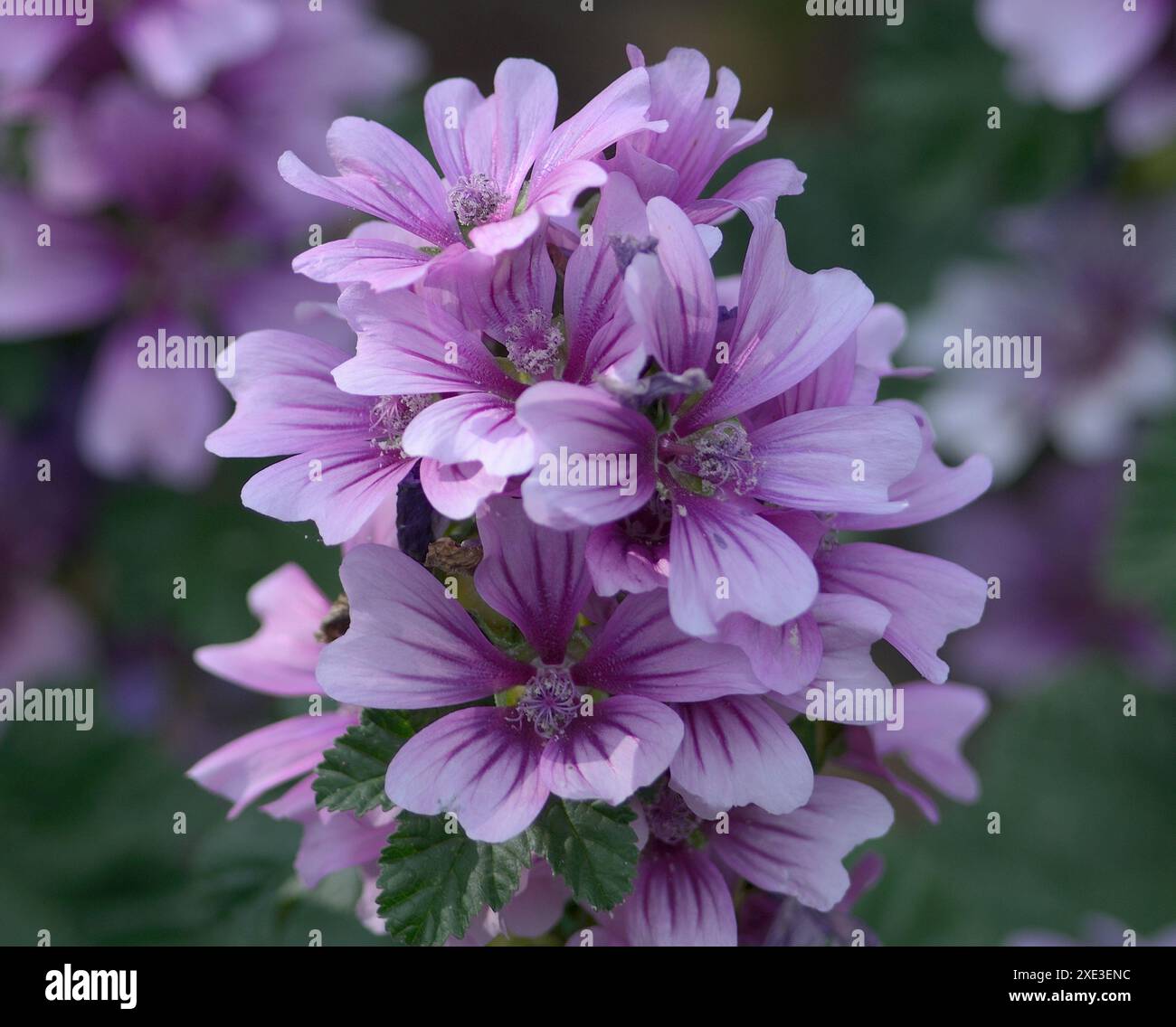 Zebra Mallow (Malva sylvestris ‘Zebrina’ Stock Photo - Alamy