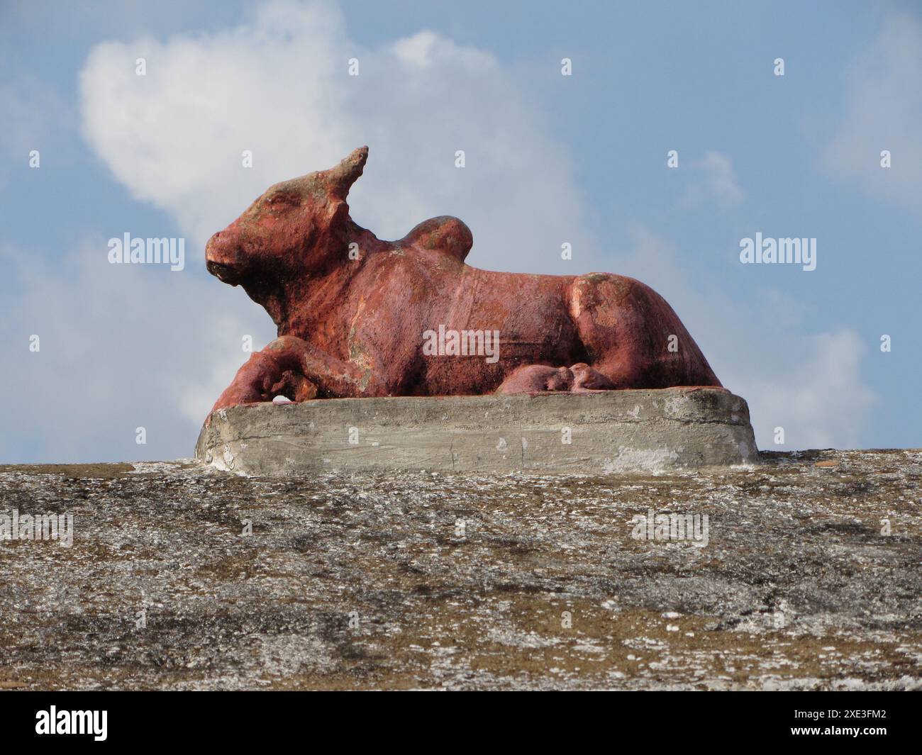 A sacred animal of india hi-res stock photography and images - Alamy