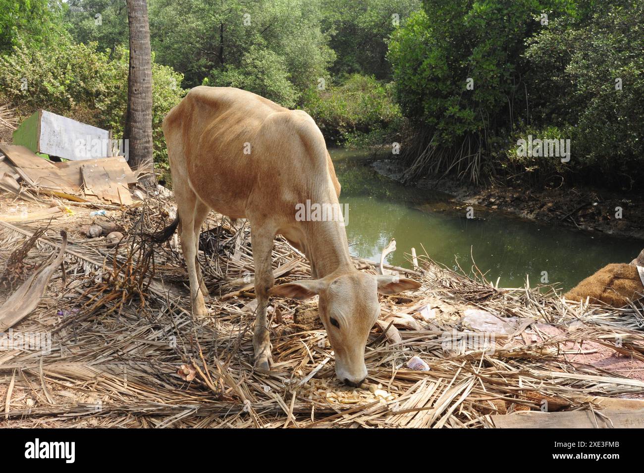 Cow as a sacred animal in India Stock Photo - Alamy