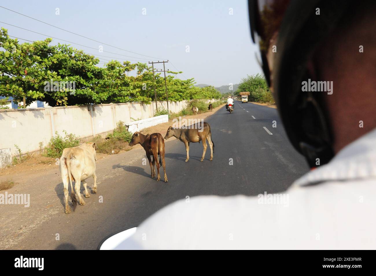Cow as a sacred animal in India Stock Photo - Alamy