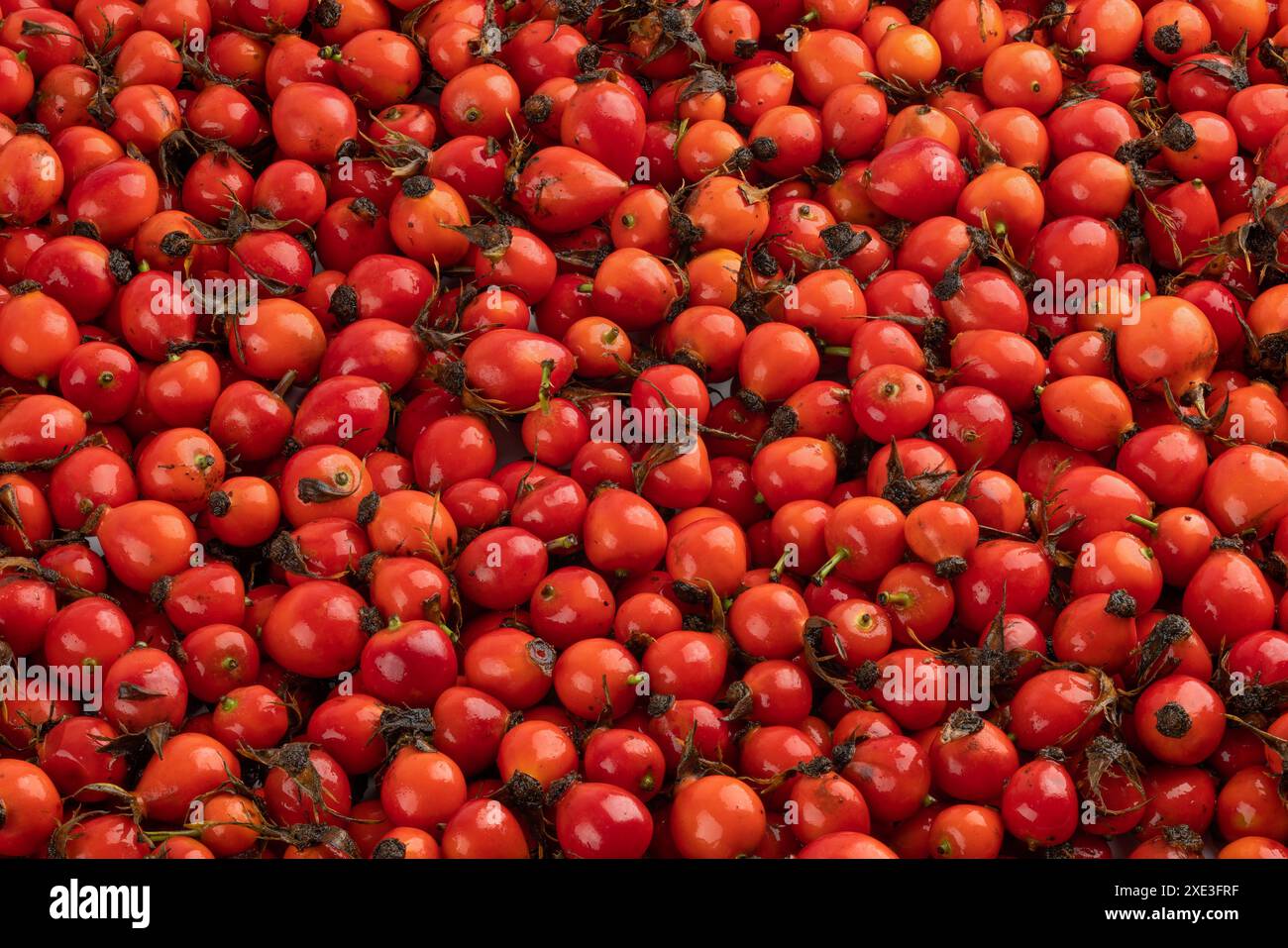 Pile of red dog-rose rosehip fruits full frame background and texture ...