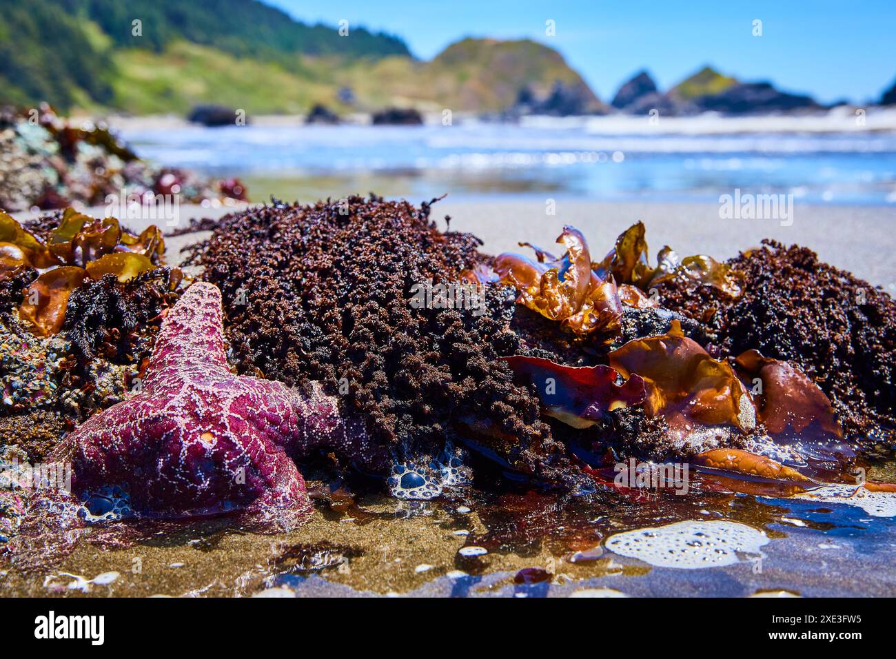 Purple Starfish Among Seaweed at Low Tide, Ground-Level Perspective ...
