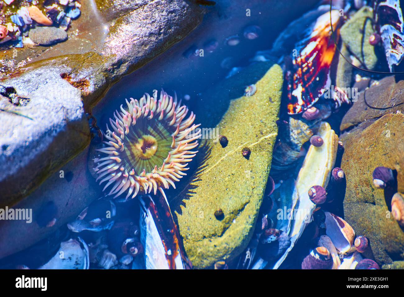 Richness of underwater life hi-res stock photography and images - Alamy