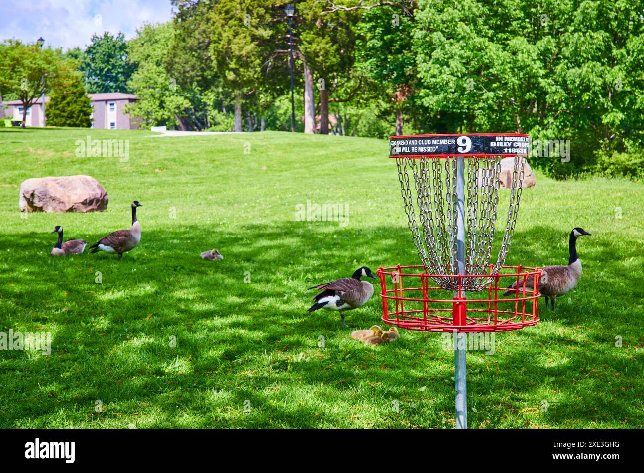Disc Golf Memorial Basket with Geese in Lush Park Stock Photo - Alamy