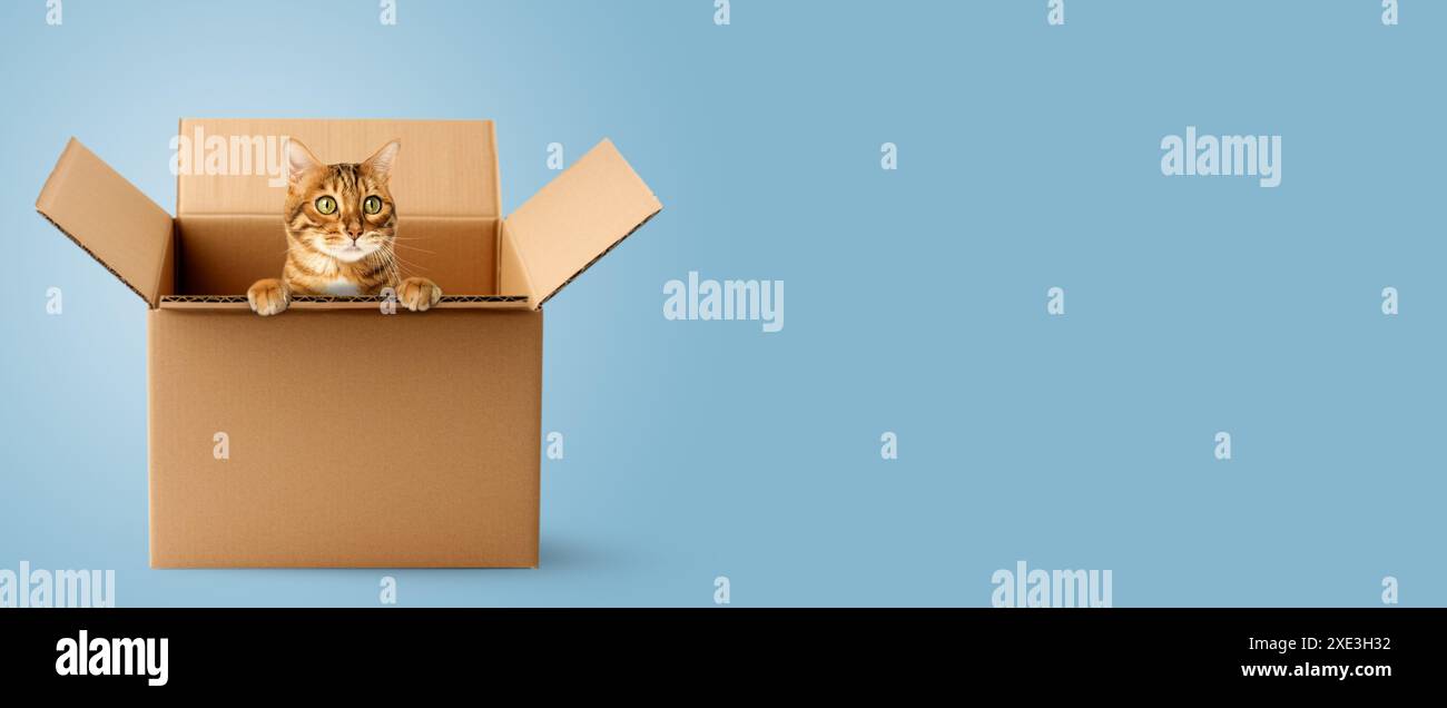 Cute Bengal cat sitting in a cardboard box. A cat looks out of a box on ...