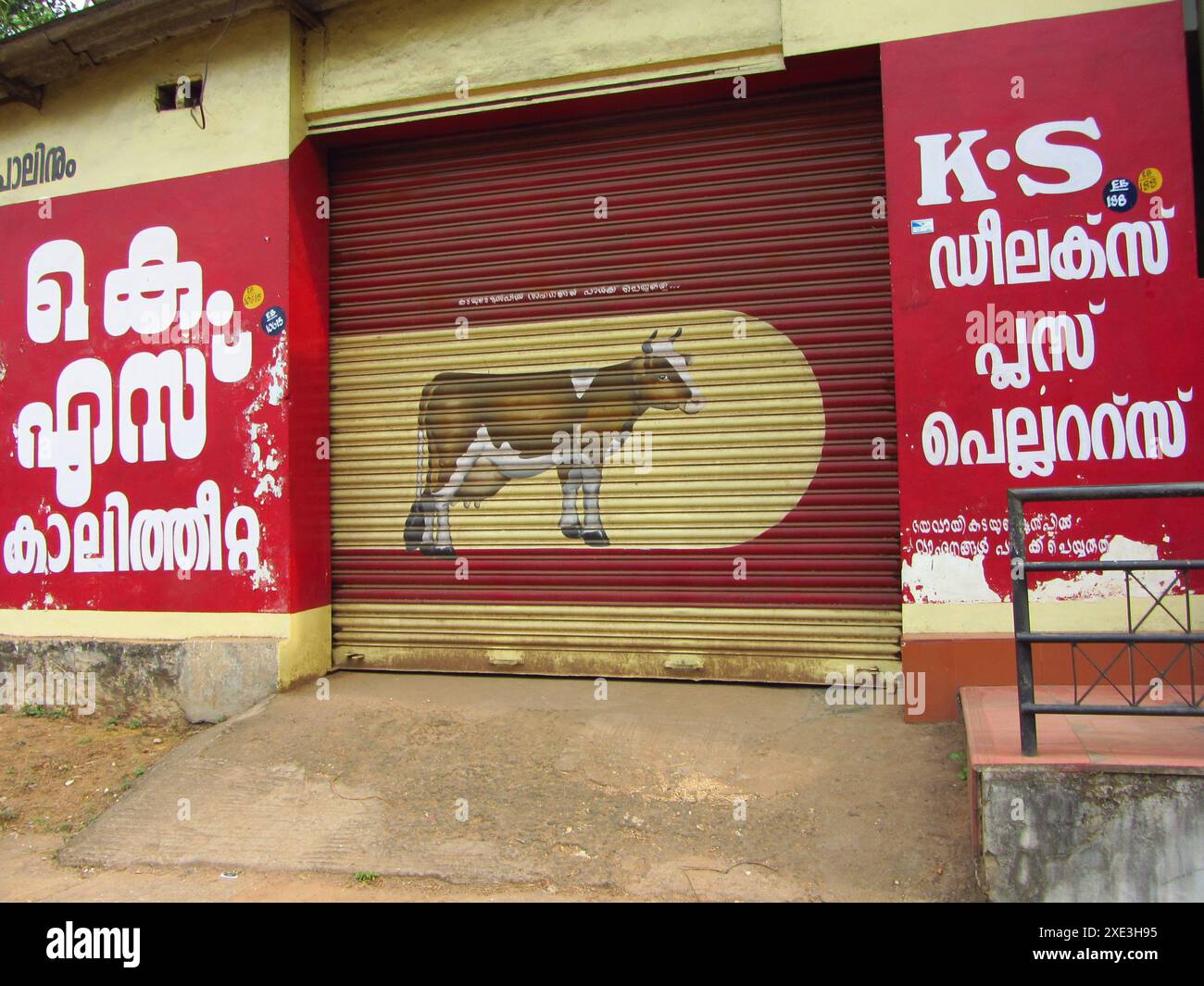 Cow as a sacred animal in India Stock Photo - Alamy