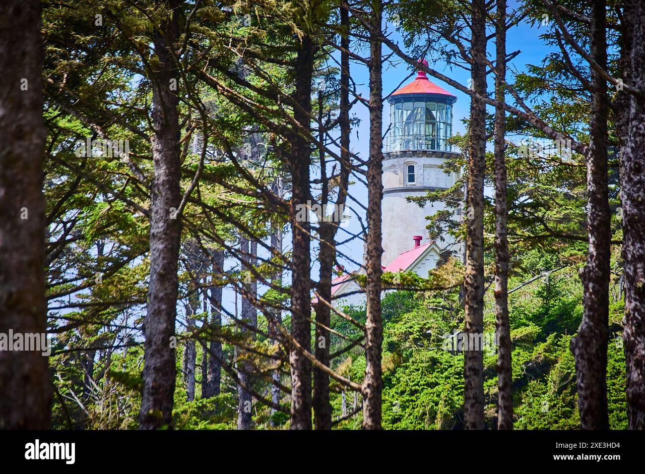 Heceta Head Lighthouse Hidden in Lush Oregon Forest from Woodland ...