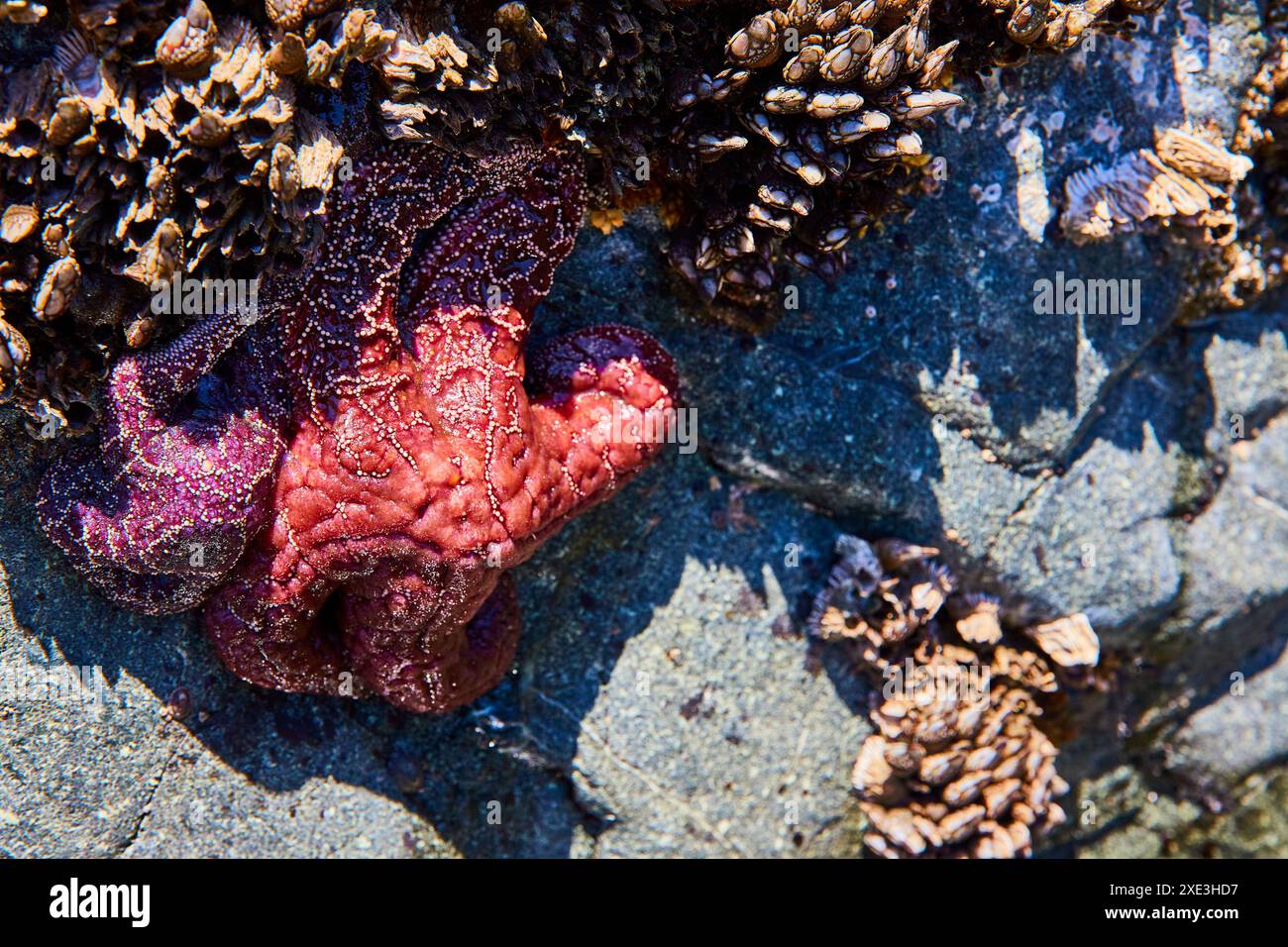 Colorful Starfish and Marine Life on Rocky Surface Close-Up Stock Photo ...