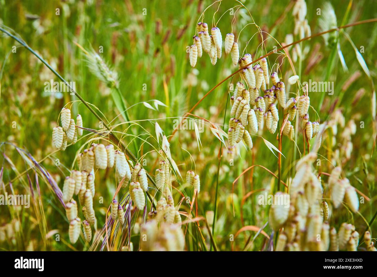 Pale Green Seed Pods and Grasses in Lush Meadow Eye Level View Stock ...