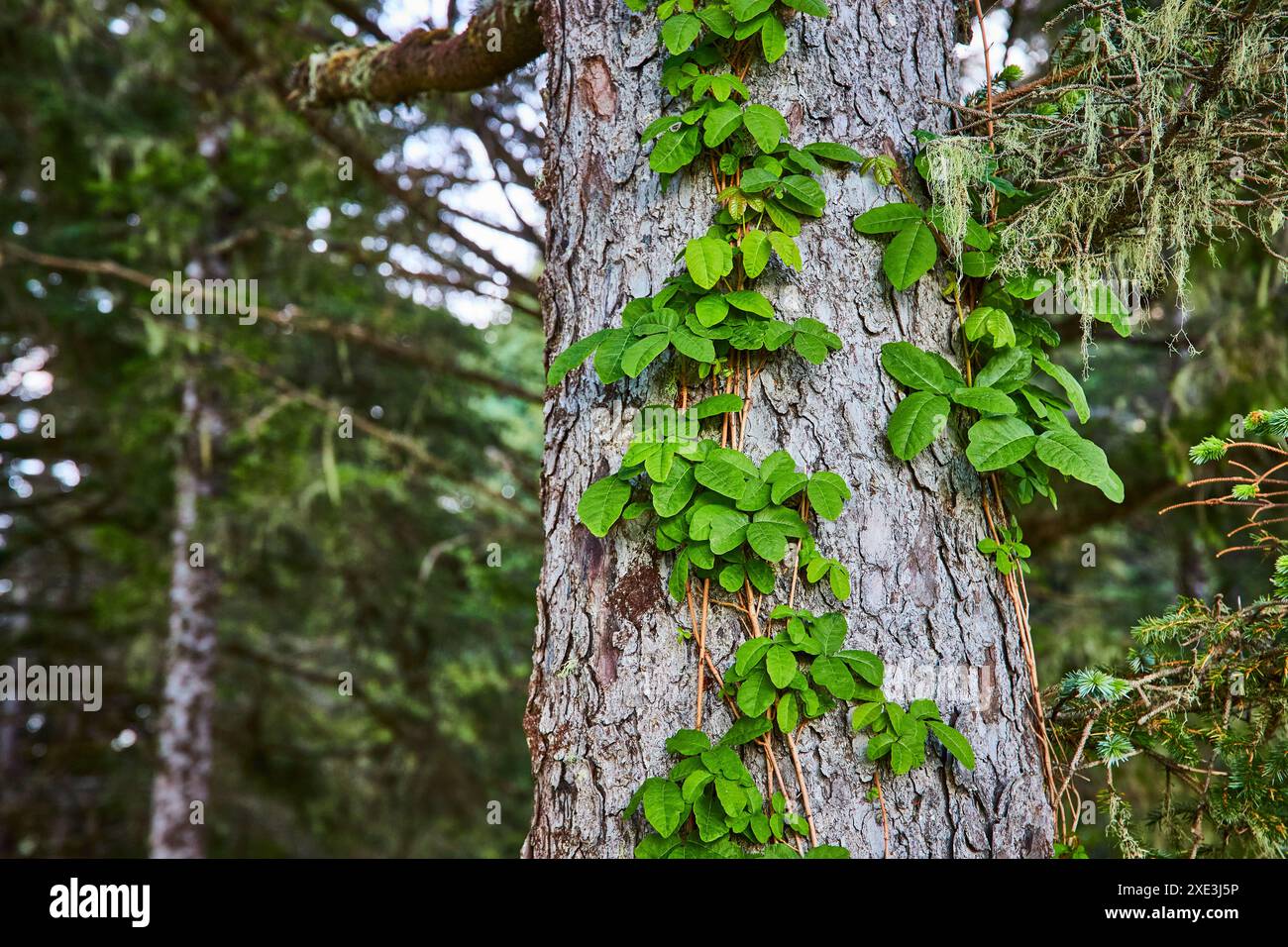 Deciduous Vine on Tree Bark Close-Up in Evergreen Forest Stock Photo ...