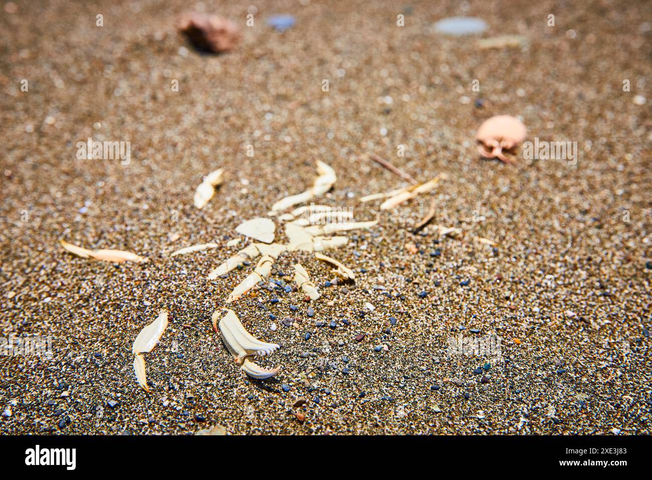 Crab Shell Remains on Sandy Beach Close-Up Stock Photo - Alamy