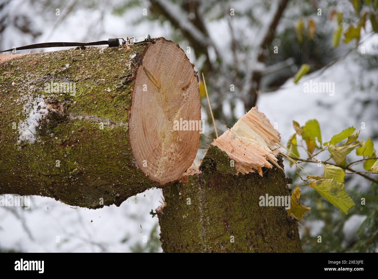 Umschneiden hi-res stock photography and images - Alamy