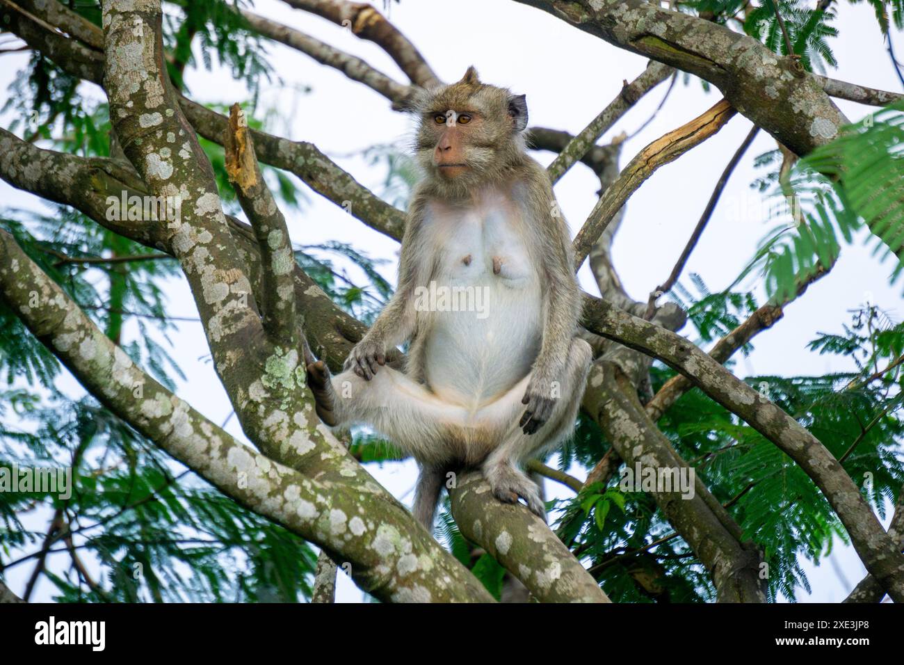 Macaca fascicularis (Monyet kra, kera ekor panjang, monyet ekor panjang ...