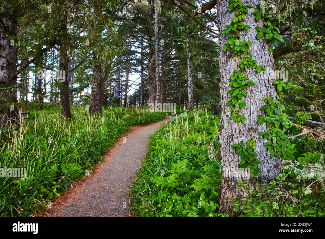 Lush Forest Pathway with Towering Conifers Eye-Level Perspective Stock ...