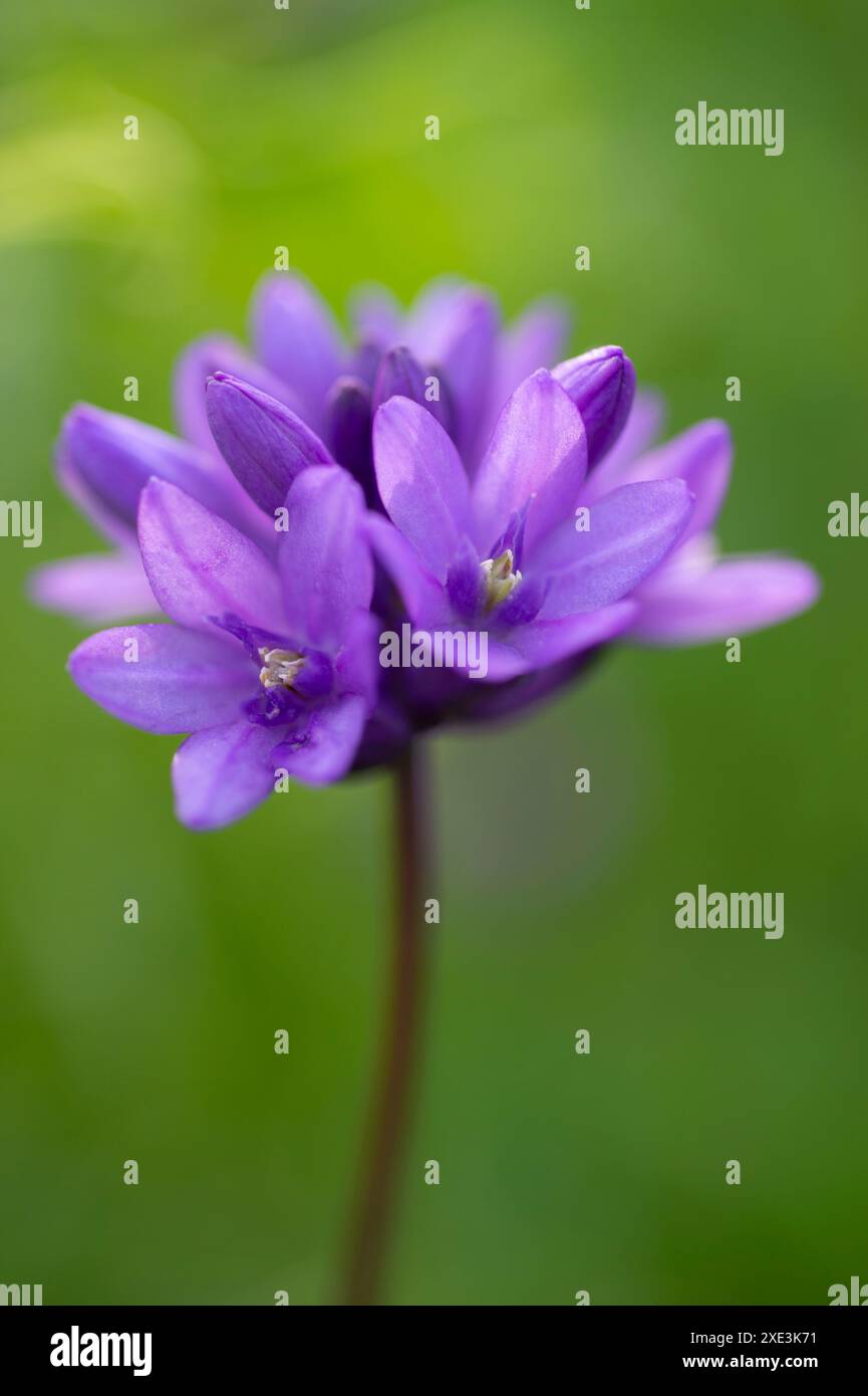 An herbaceous perennial, blue dicks, thrives in open disturbed ...