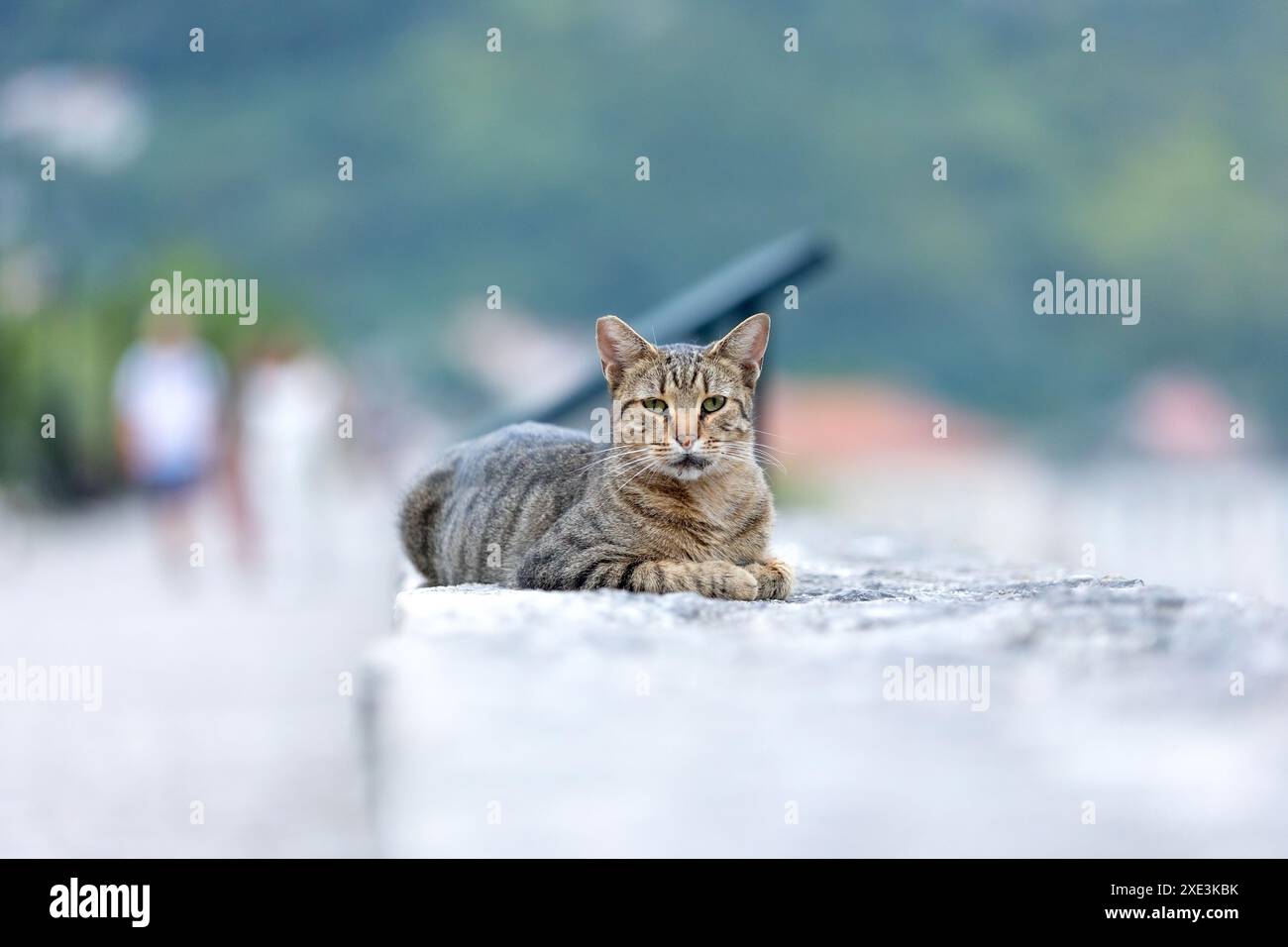 Stray cats kotor montenegro hi-res stock photography and images - Alamy