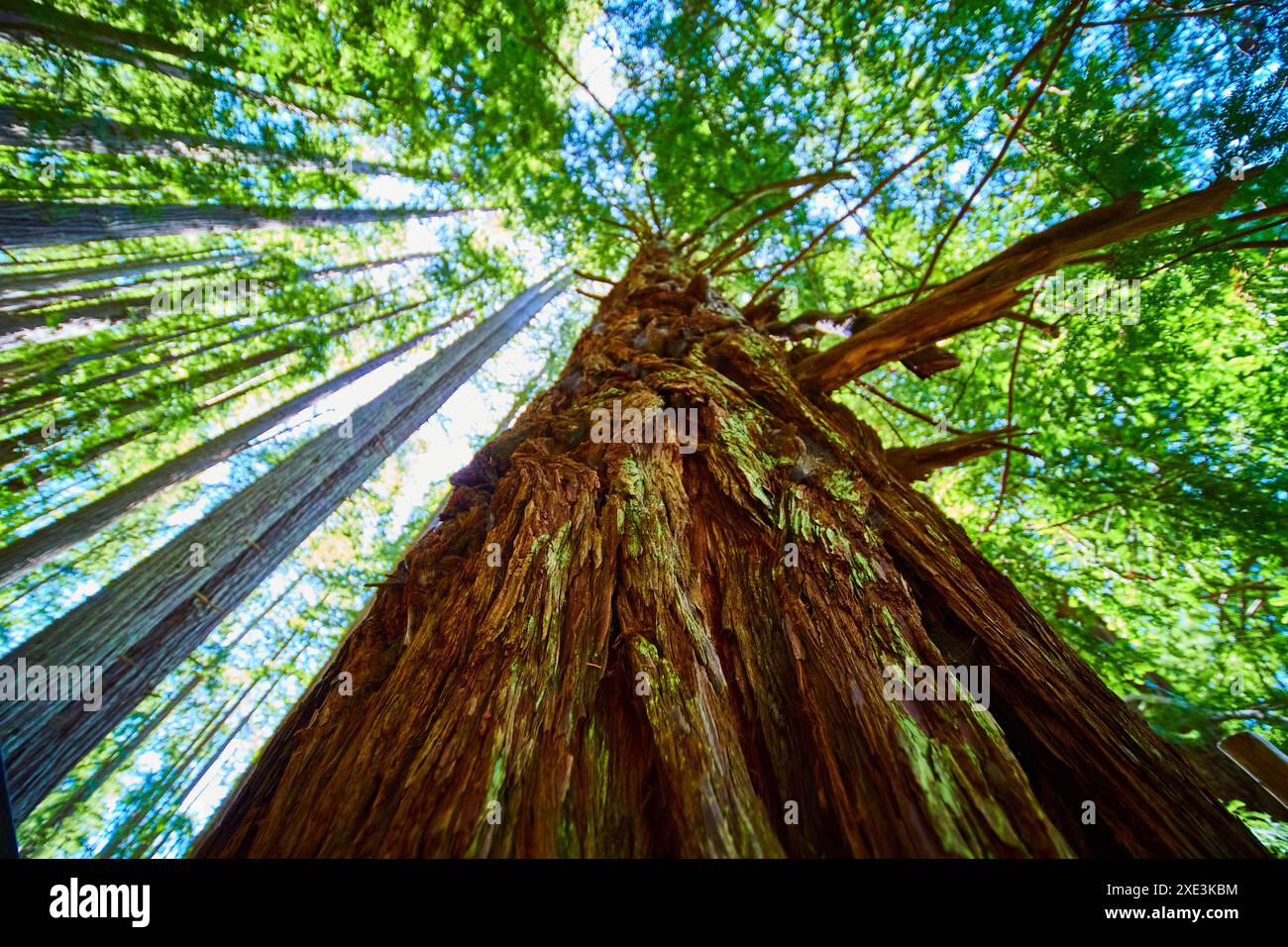 Majestic Redwood Canopy Upward Perspective in Dense Forest Stock Photo ...