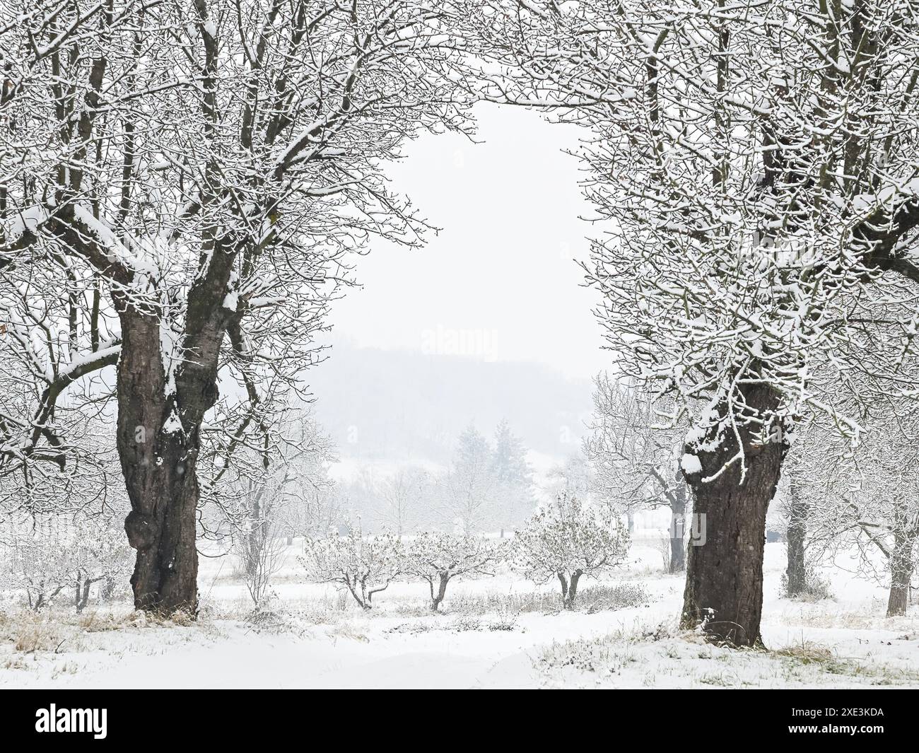 Beautiful leaf covered park hi-res stock photography and images - Alamy