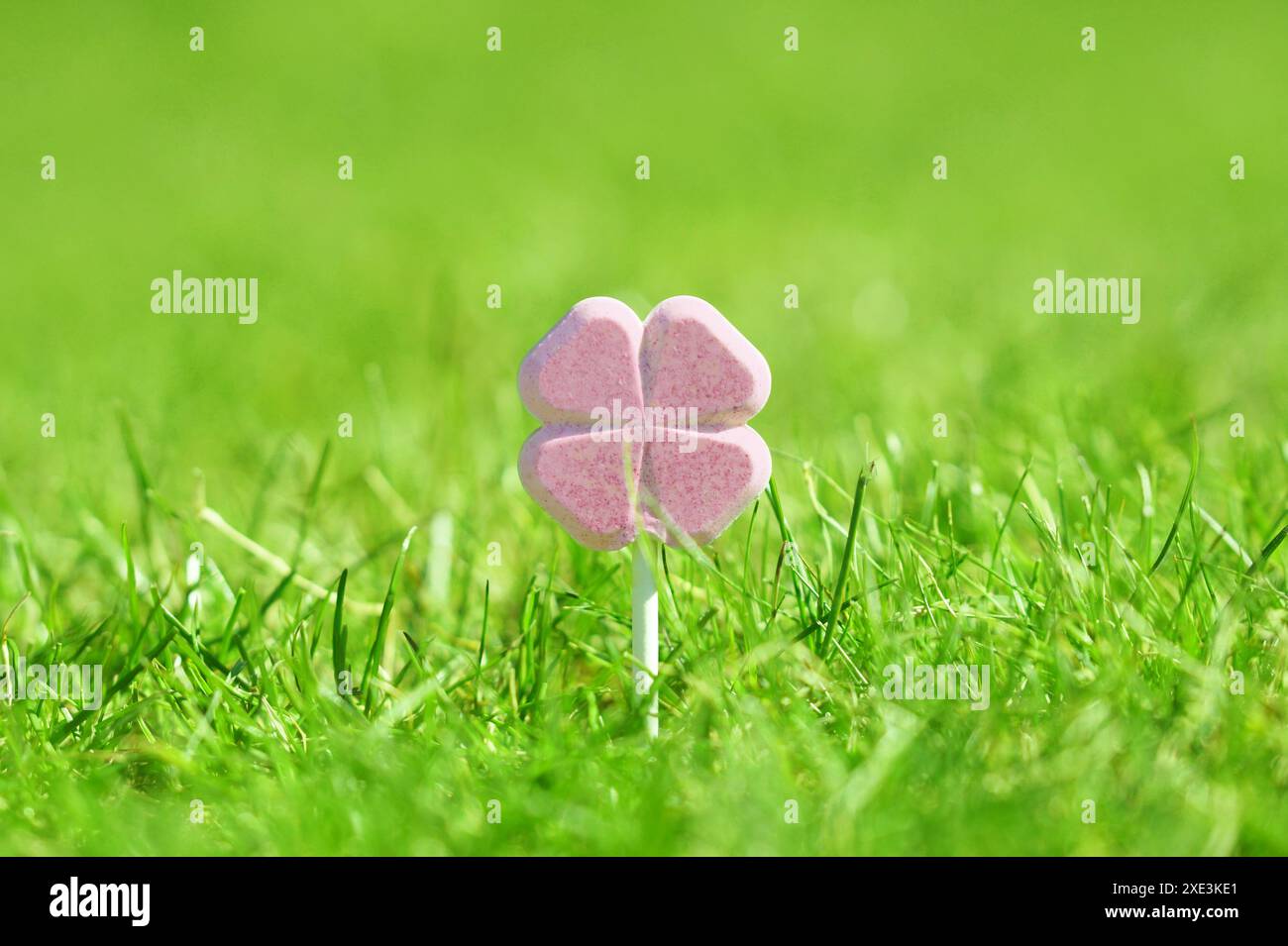 Pink four leaf clover, shamrock, lollipop on Bright spring grass field ...