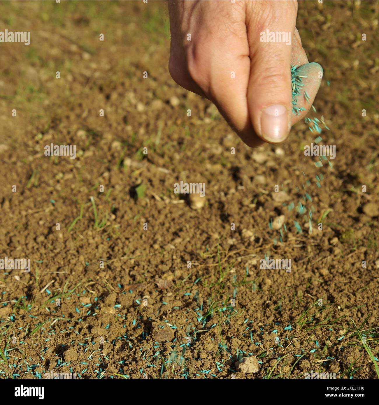 Spreading grass seed in spring by hand for the perfect lawn. Sowing ...