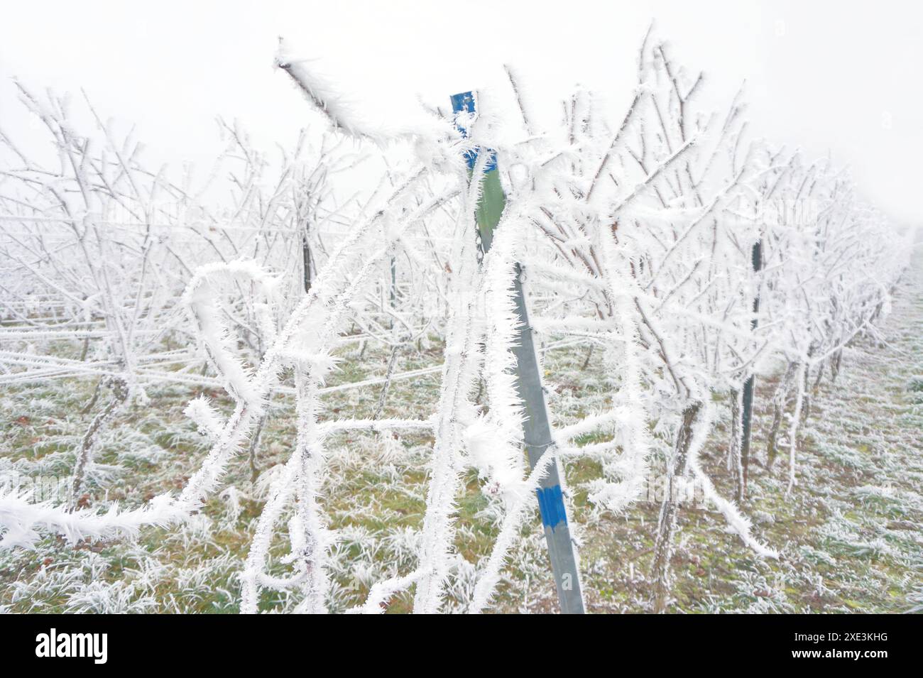 Snow covered vineyard in the winter after a freezing rain storm and on ...